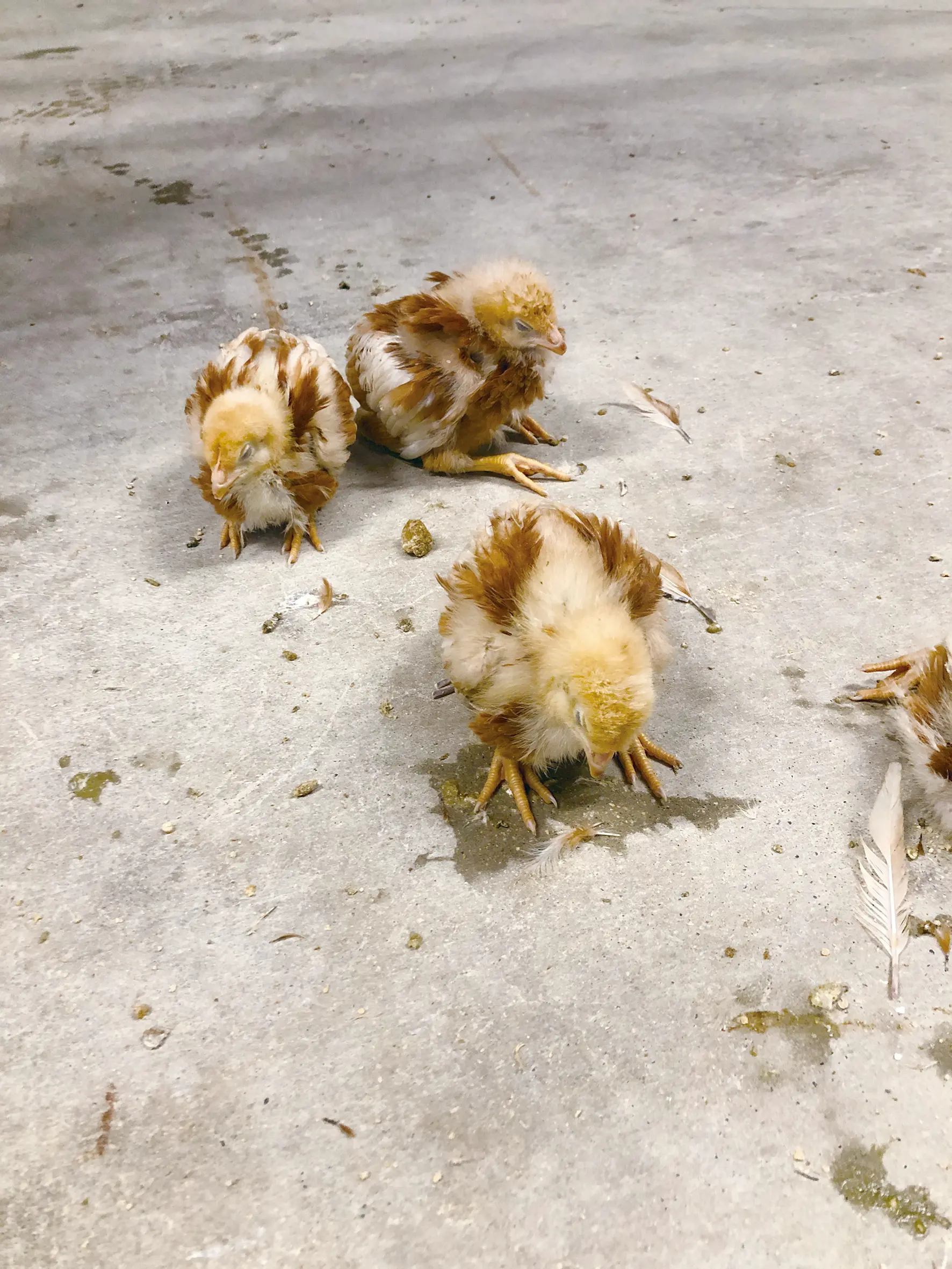 近年の鶏伝染性気管支炎（IB）の流行状況と対策について | ちくさんクラブ21