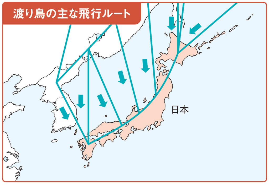 常在化する鶏伝染性気管支炎（IB）JP-Ⅲ型対応のワクチンを開発 | ちくさんクラブ21